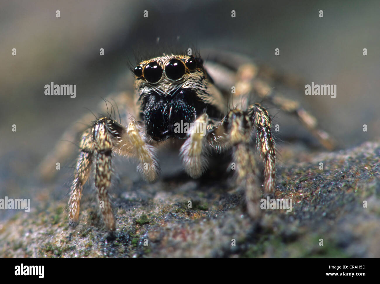 Zebra spider (Salticus scenicus Stock Photo - Alamy