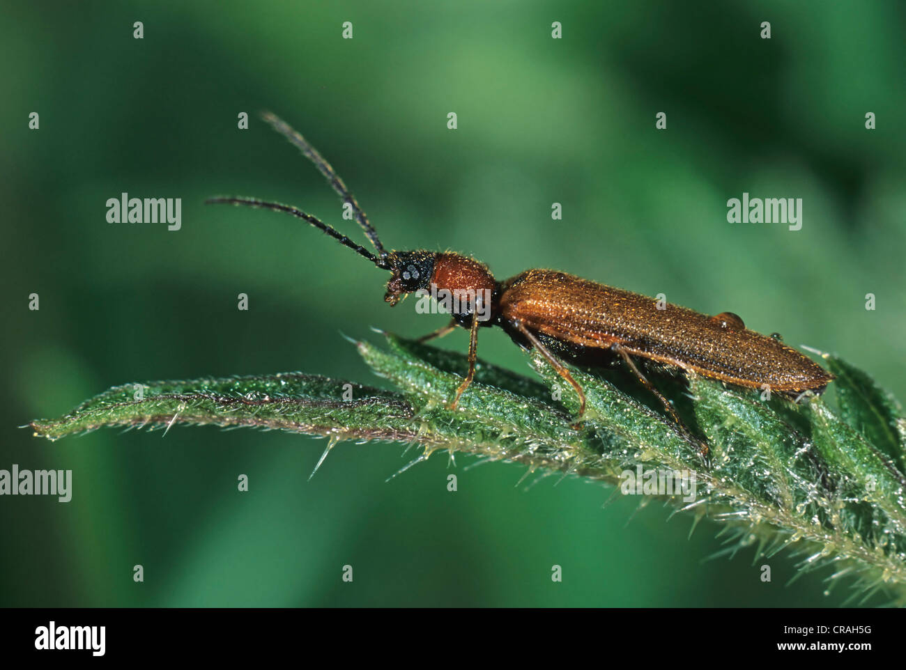Denticollis hi-res stock photography and images - Alamy