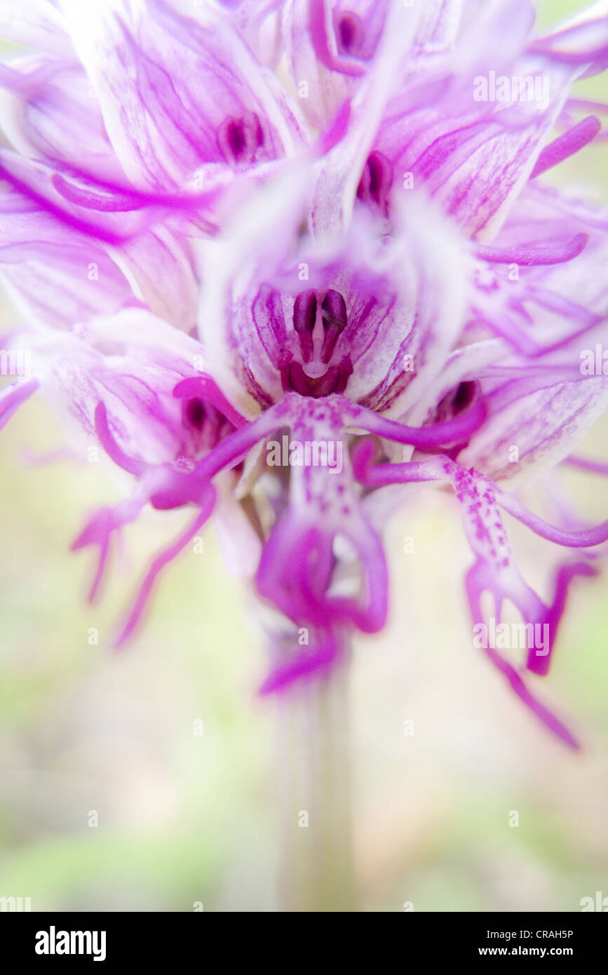 Orchis simia, wild orchid Stock Photo - Alamy