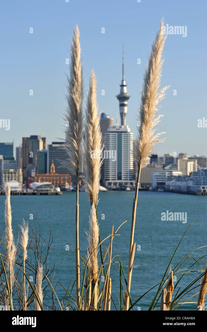Toetoe grass, Pampas grass (Cortaderia selloana), the Skytower at back ...