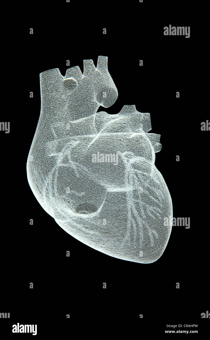 Heart anatomy interior hi-res stock photography and images - Alamy
