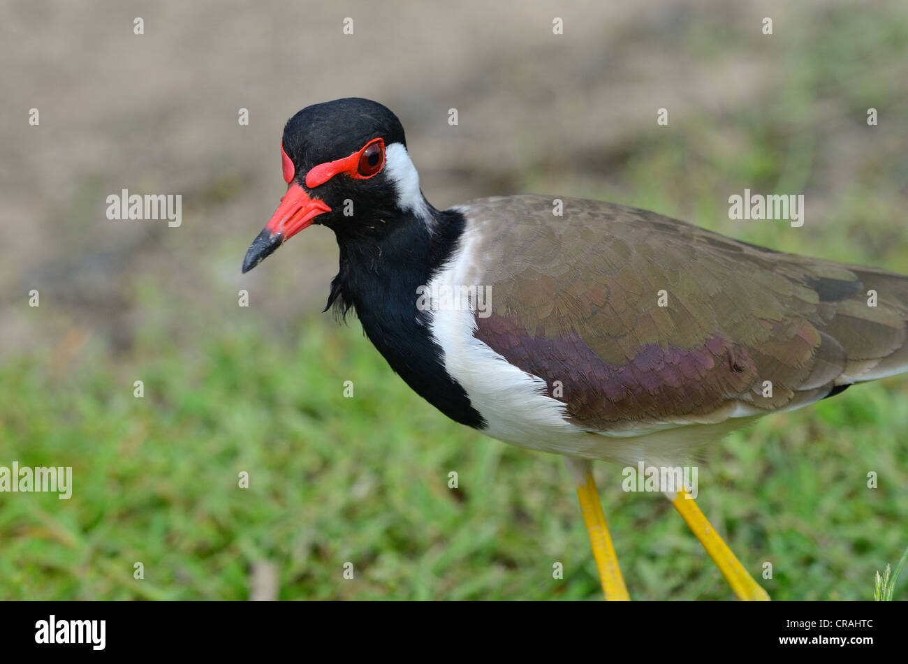 beautiful red-wattled lapwing(Vanellus indicus Stock Photo - Alamy