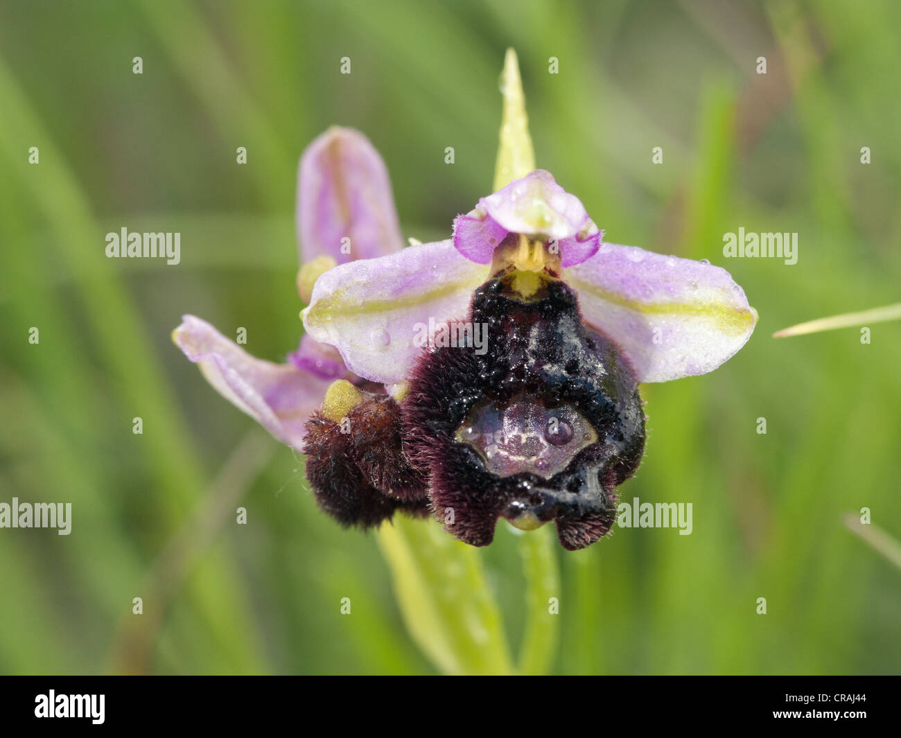Wild orchids (Ophrys sp Stock Photo - Alamy