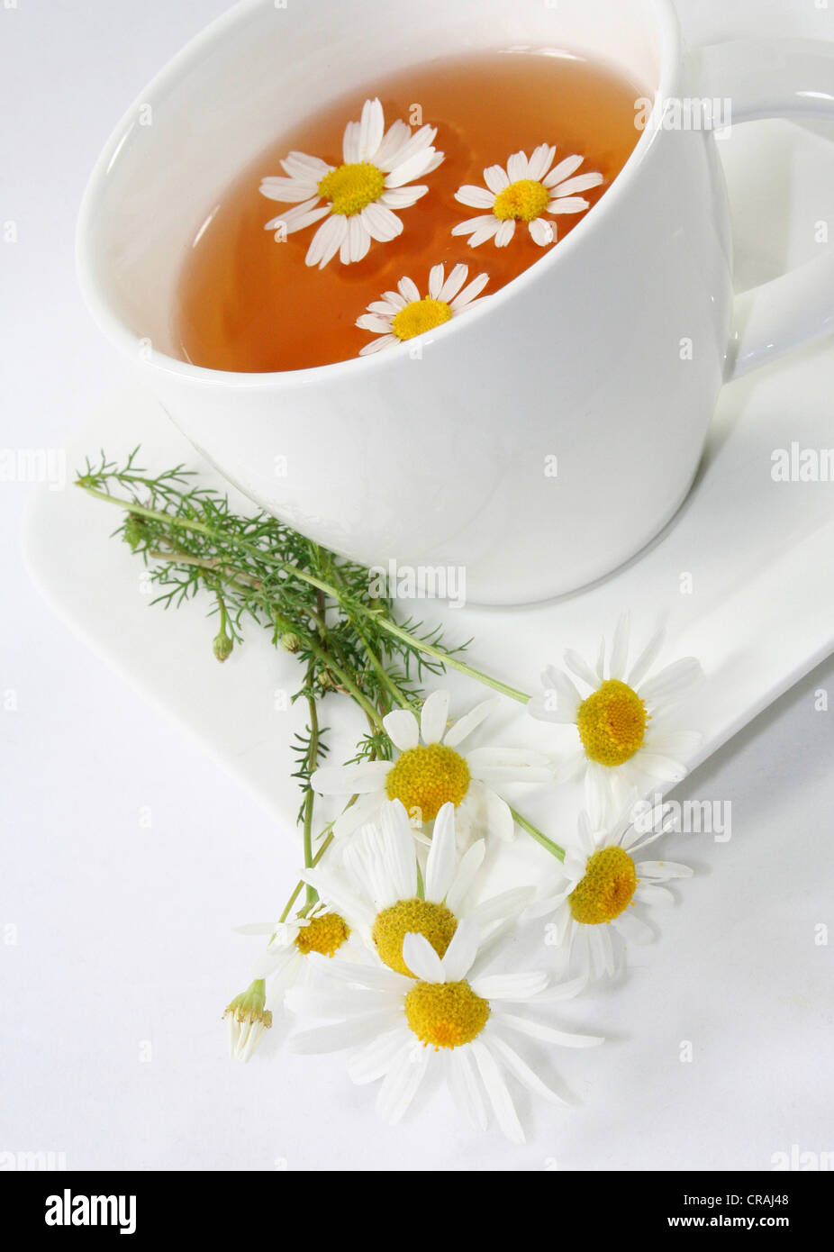 orange Chamomile tea with fresh chamomile flower Stock Photo - Alamy