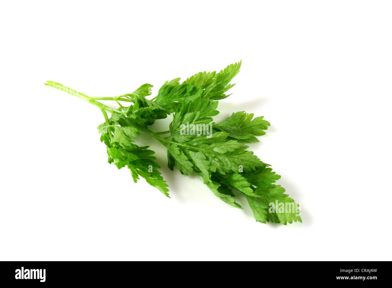 fresh green Chervil on a white background Stock Photo - Alamy