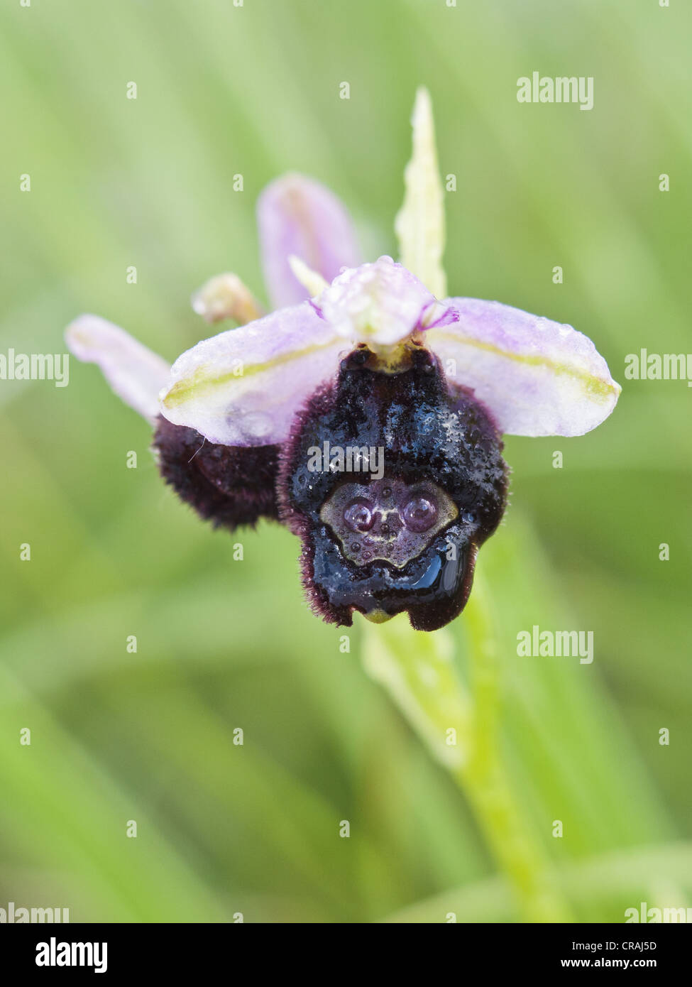 Ophrys ophrys sp hi-res stock photography and images - Alamy