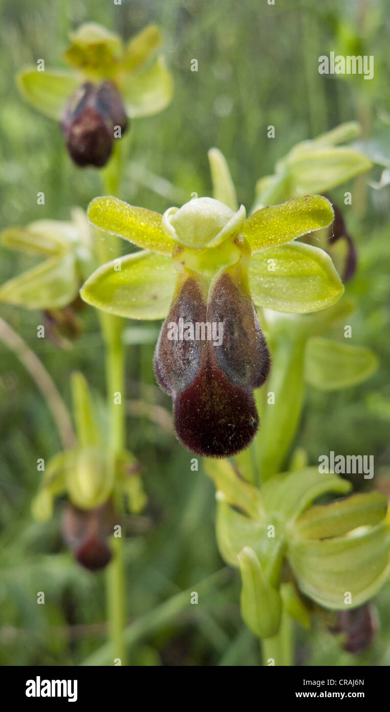 Ophrys fusca, wild orchid Stock Photo - Alamy