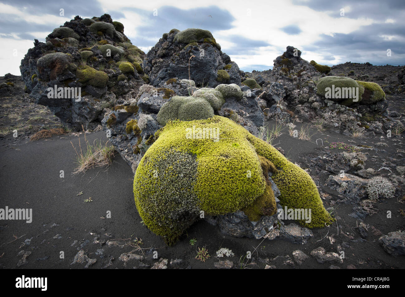 Lava overgrown with Long-fringe Moss (Racomitrium elongatum), Eldrhaun ...