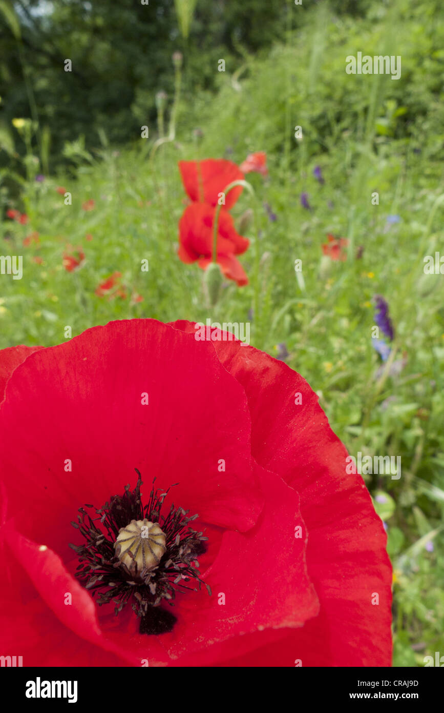Close up view of poppies in a lawn Stock Photo - Alamy