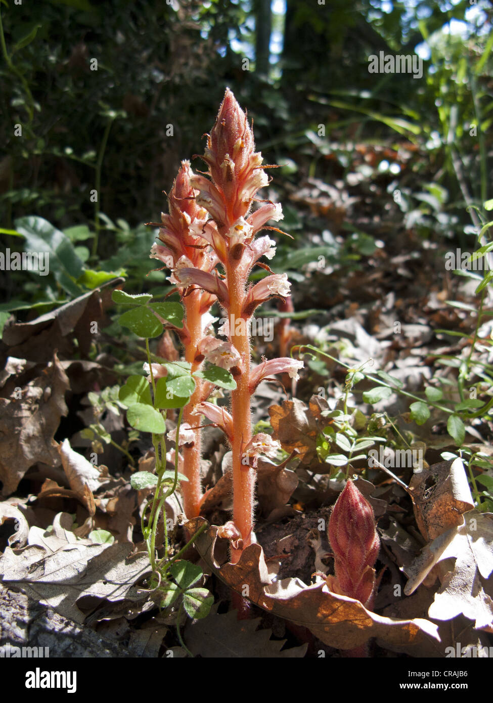 Orobanche, parasitic plant Stock Photo - Alamy