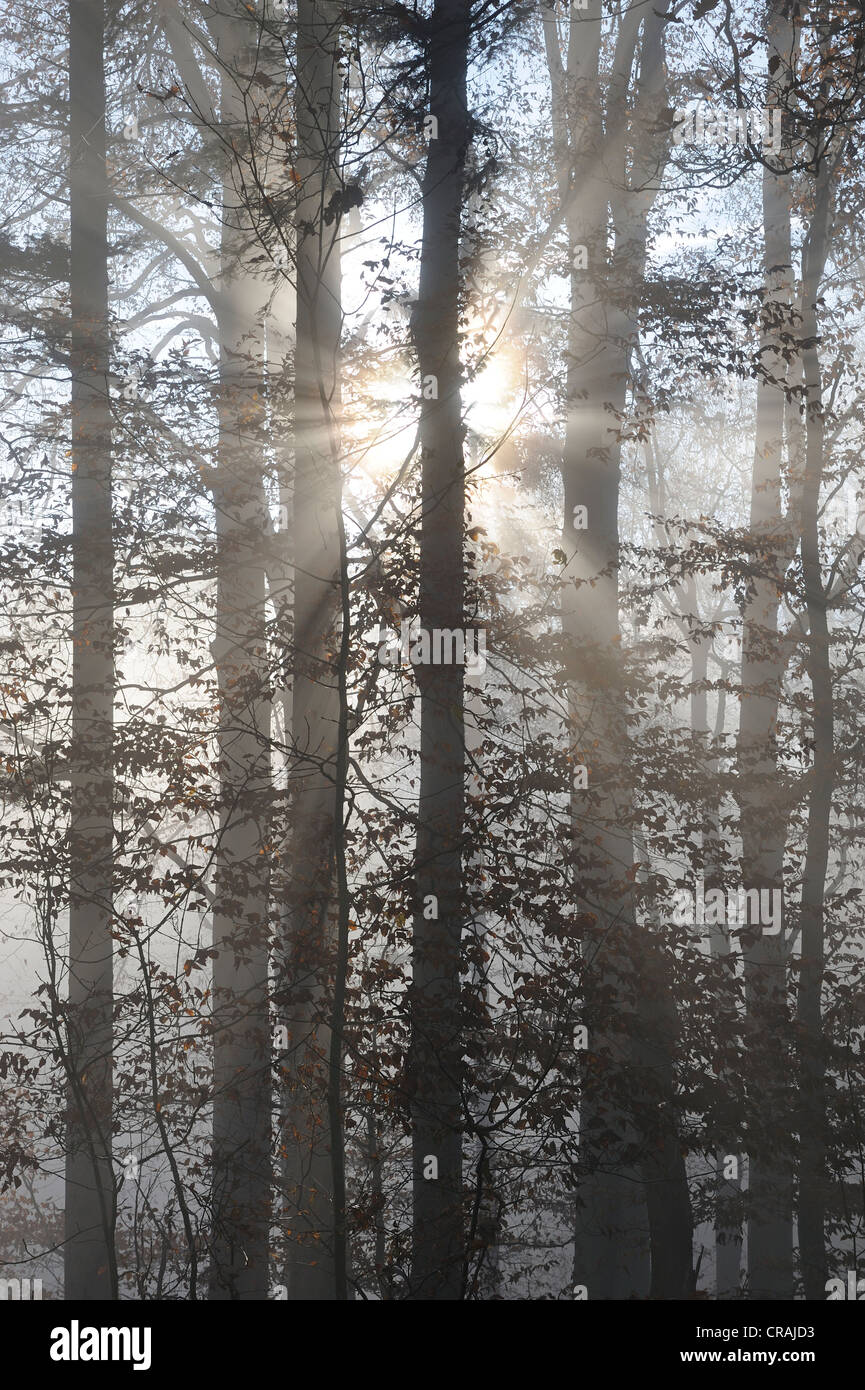 Sun filtering through the trees hi-res stock photography and images - Alamy