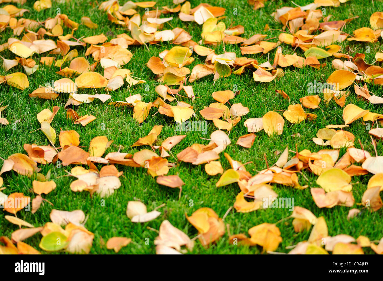 Autumn leaves of a Japanese Judas-tree (Cercidiphyllum japonicum) lying ...
