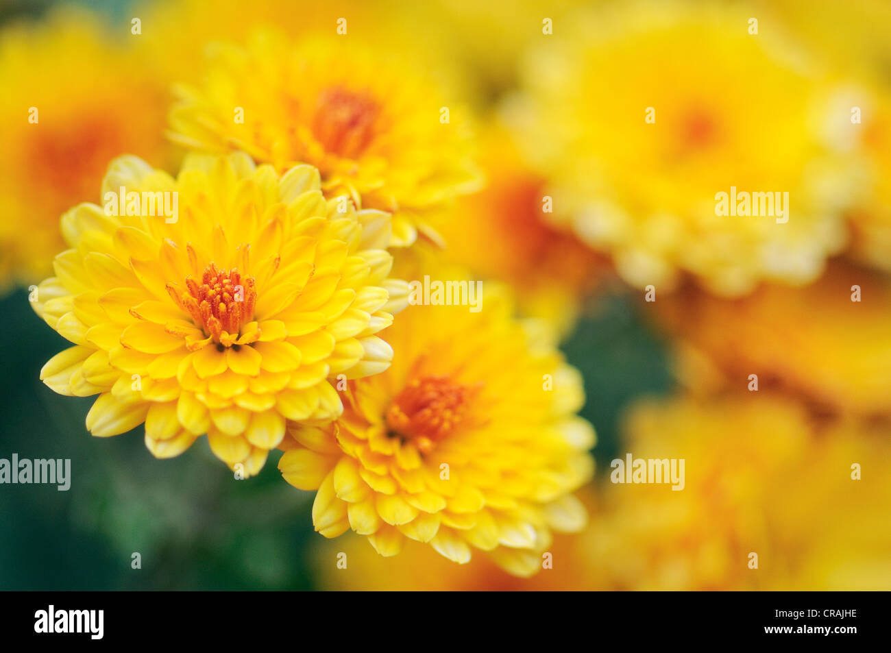 Chrysanths, mums (Chrysanthemum indicum), garden plant, Germany, Europe ...