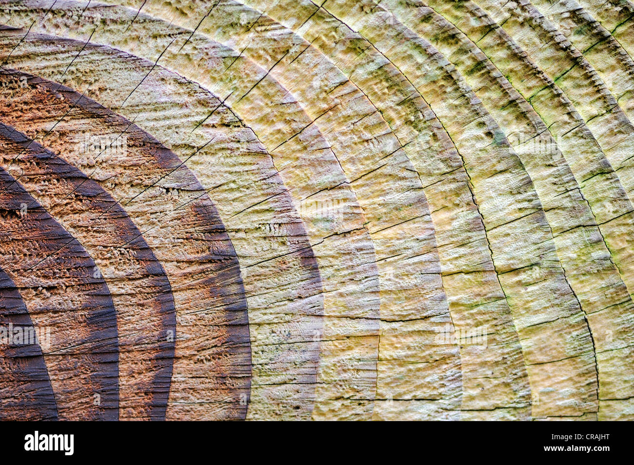 Cut surface of a weathered tree trunk with annual rings Stock Photo - Alamy
