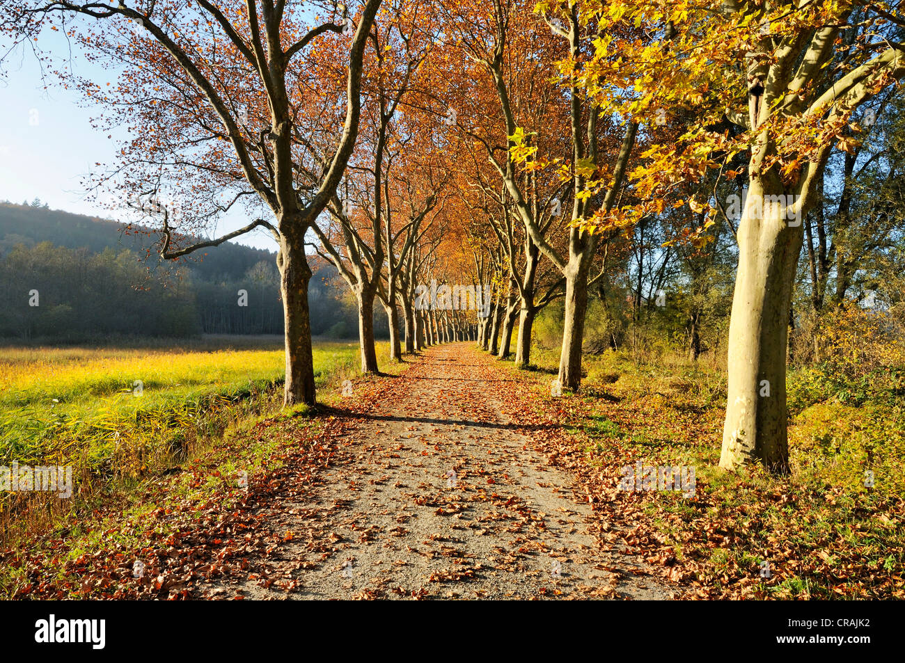 Pathway Lined With Plane Trees High Resolution Stock Photography and ...