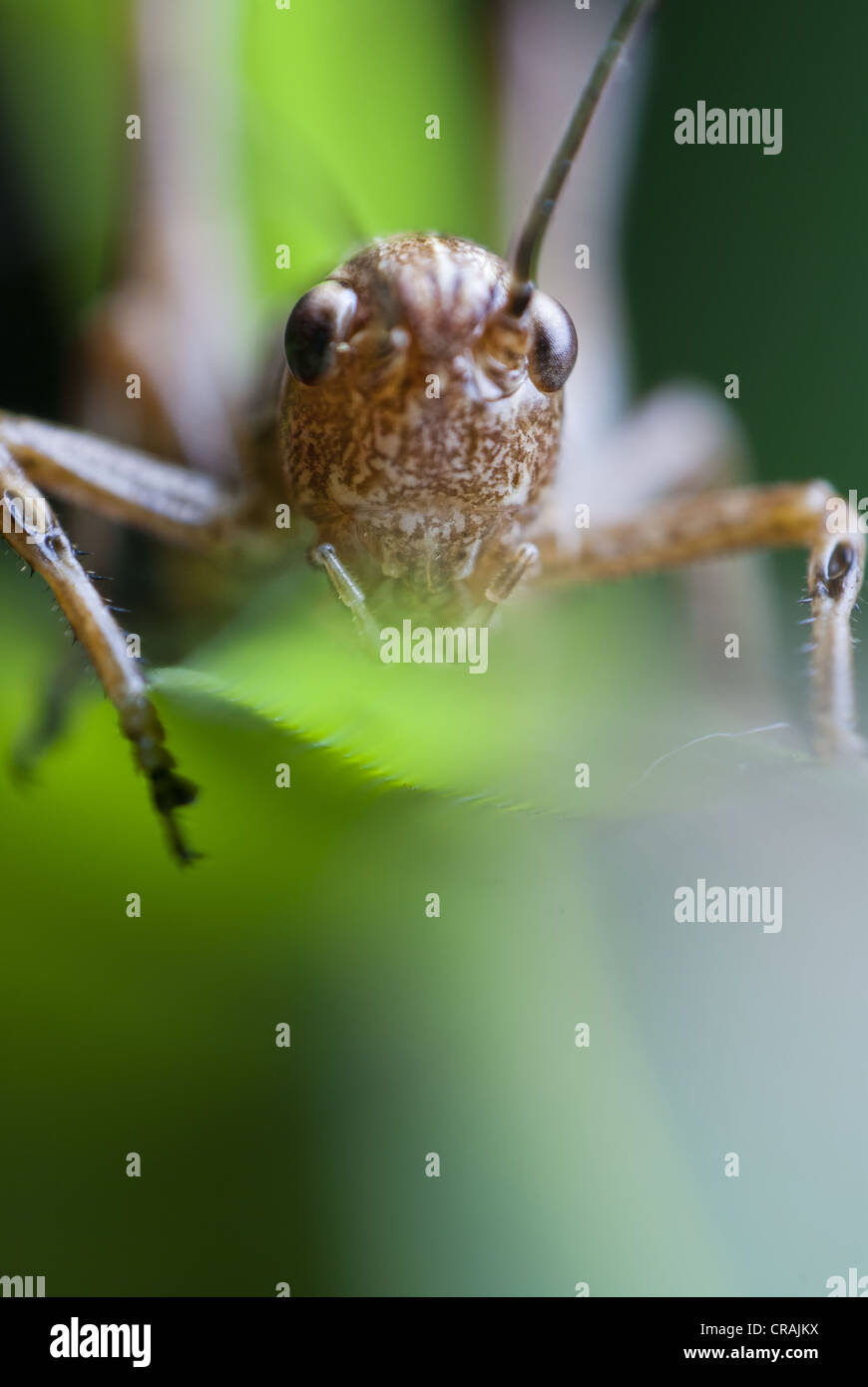 Close up of a grasshopper Stock Photo - Alamy