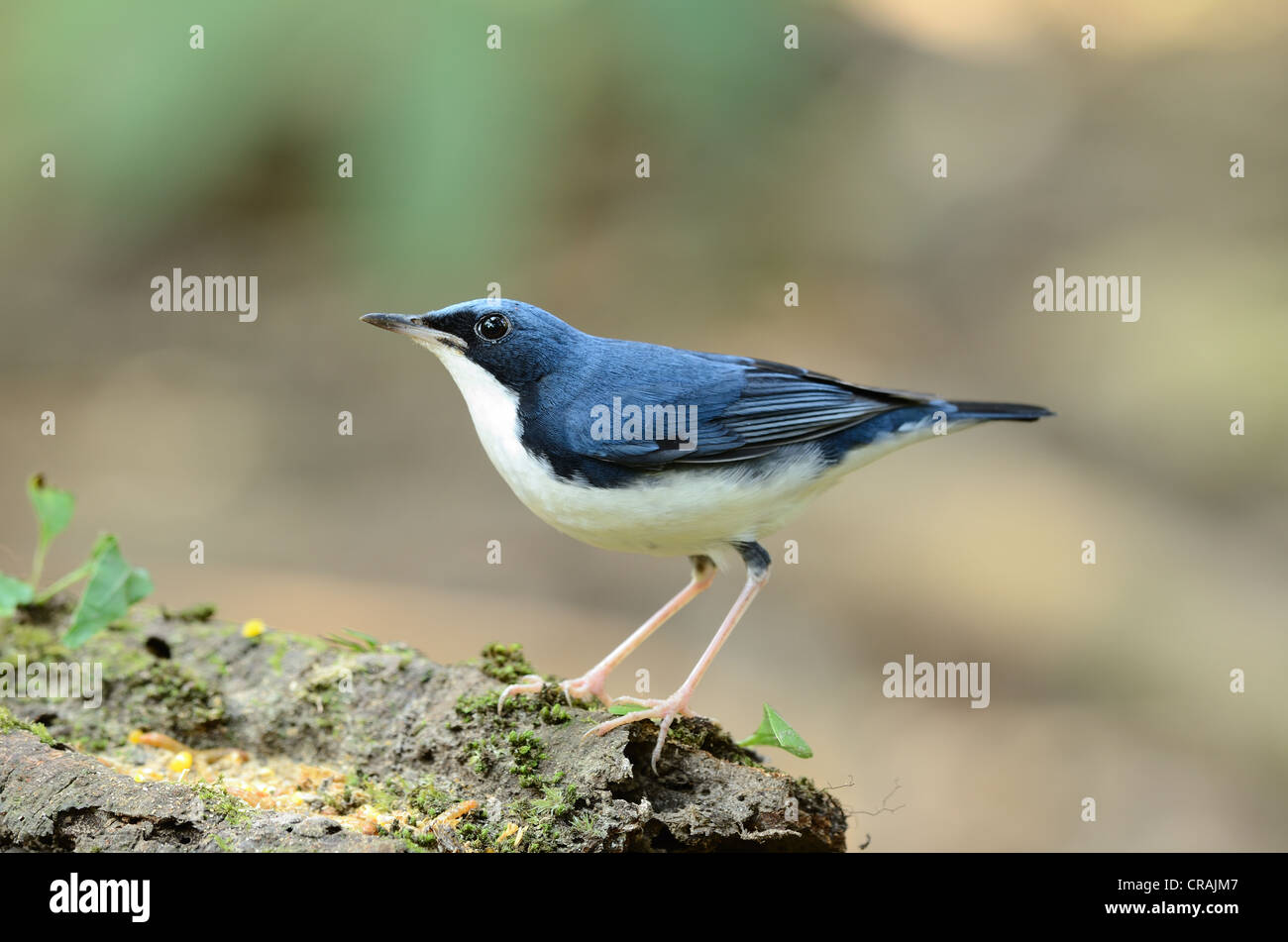 beautiful male siberian blue robin (Luscinia cyane) in Thailand Stock ...