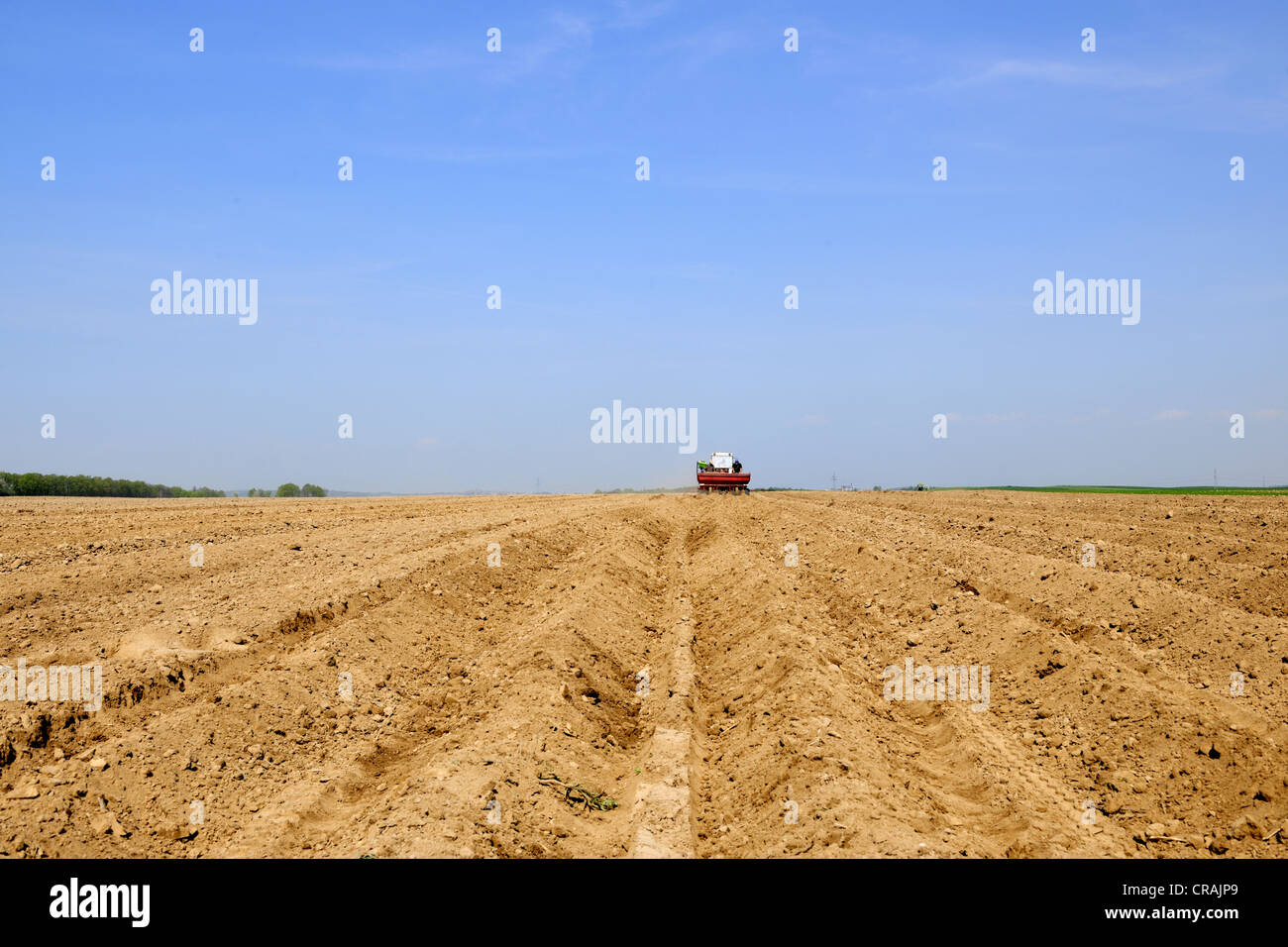 agriculture, spring,vegetable cultivation, agriculture, grain ...