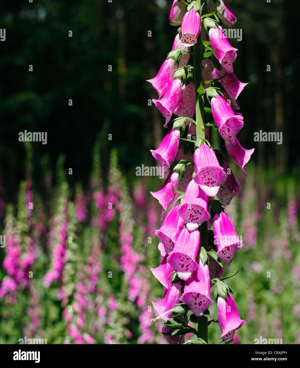 Group of foxgloves hi-res stock photography and images - Alamy
