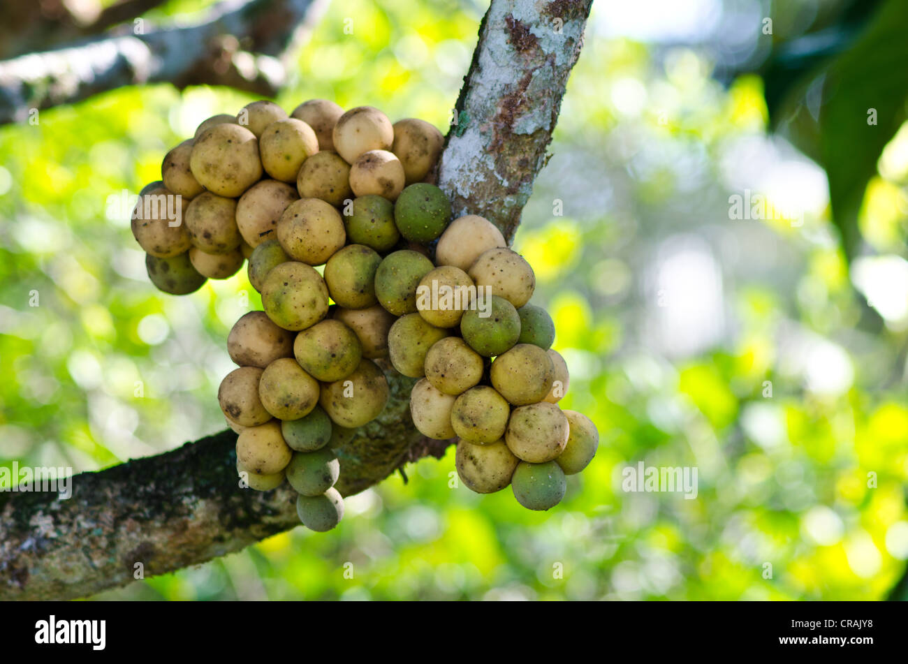 Fresh longan on the tree Stock Photo - Alamy