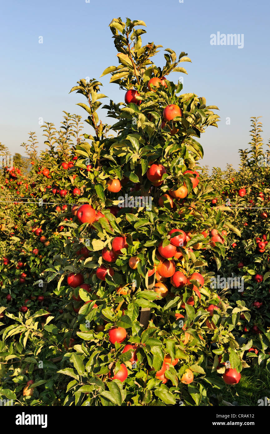 Apples hanging from tree hi-res stock photography and images - Alamy