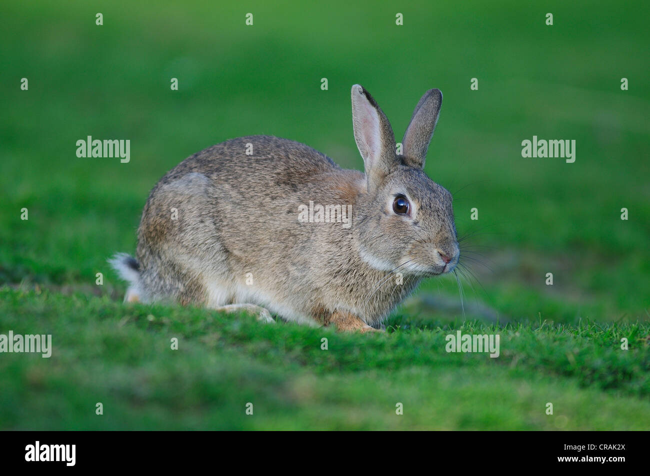 RABBIT Oryctolagus cuniculus Stock Photo - Alamy