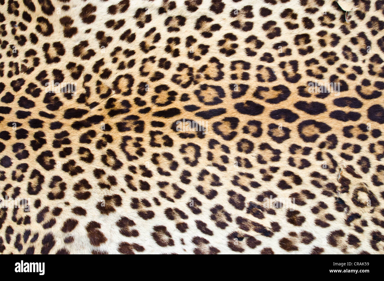 Real Tiger Print Texture Of Real Tiger Skin Stock Image. Image Of Real