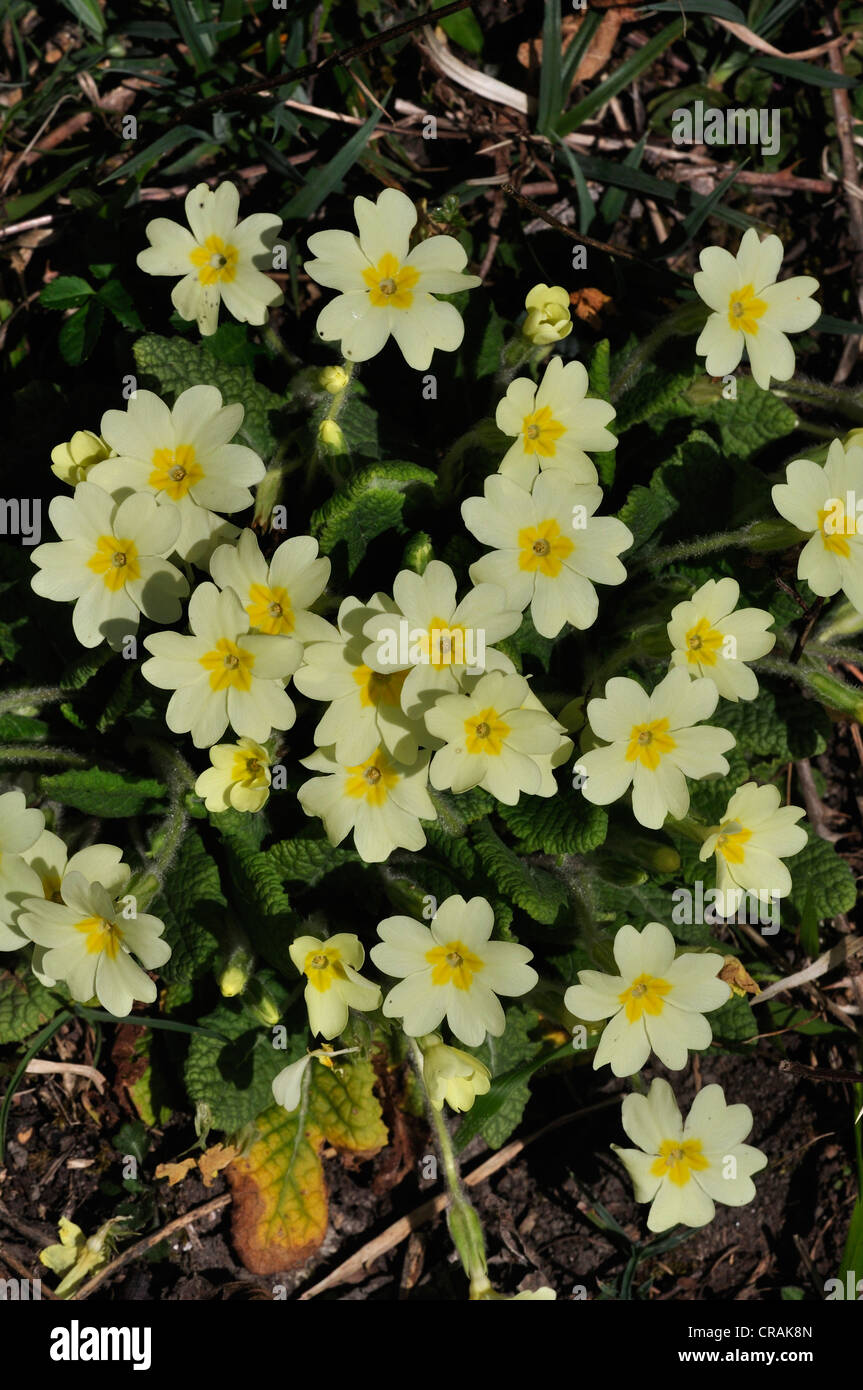 Primrose primula hi-res stock photography and images - Alamy