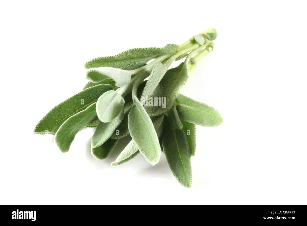 Sage sheets salvia Cut Out Stock Images & Pictures - Alamy