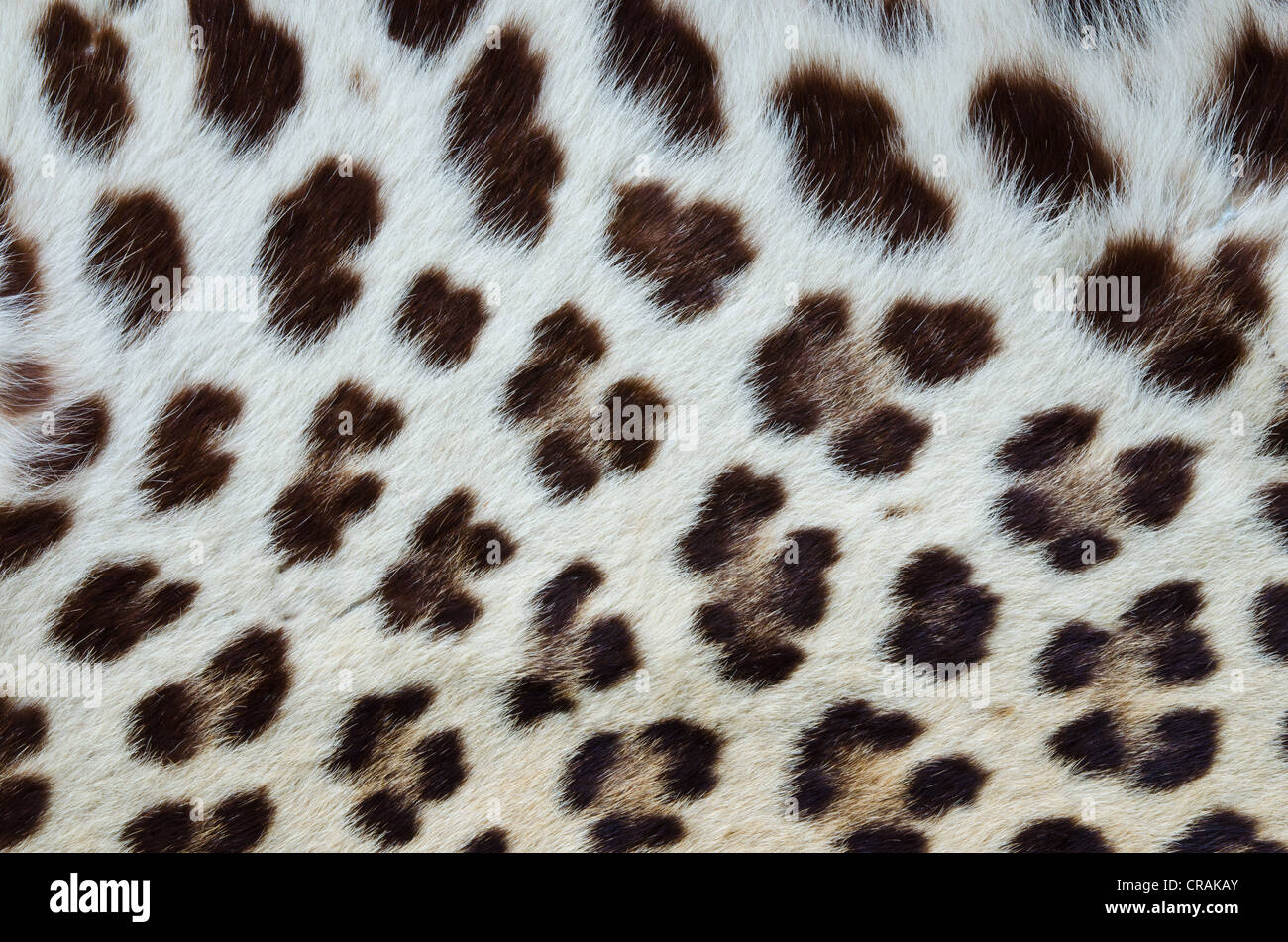 White tiger wallpaper background hi-res stock photography and images ...