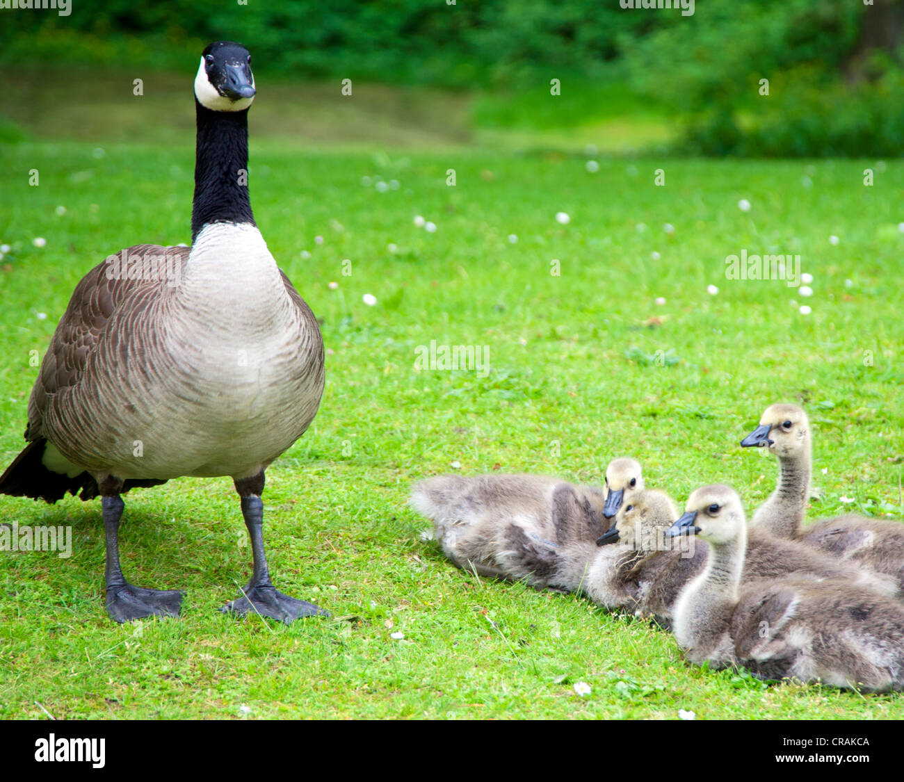 Canadian goose with chicks Stock Photo - Alamy