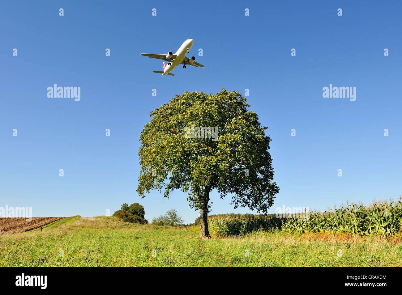 Passenger jet flying over a fruit tree during the landing approach ...