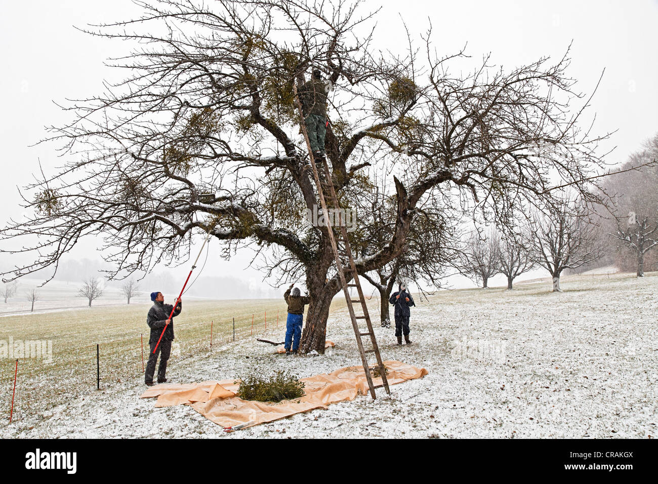 European Mistletoe or Common Mistletoe (Viscum album), harvesting of ...