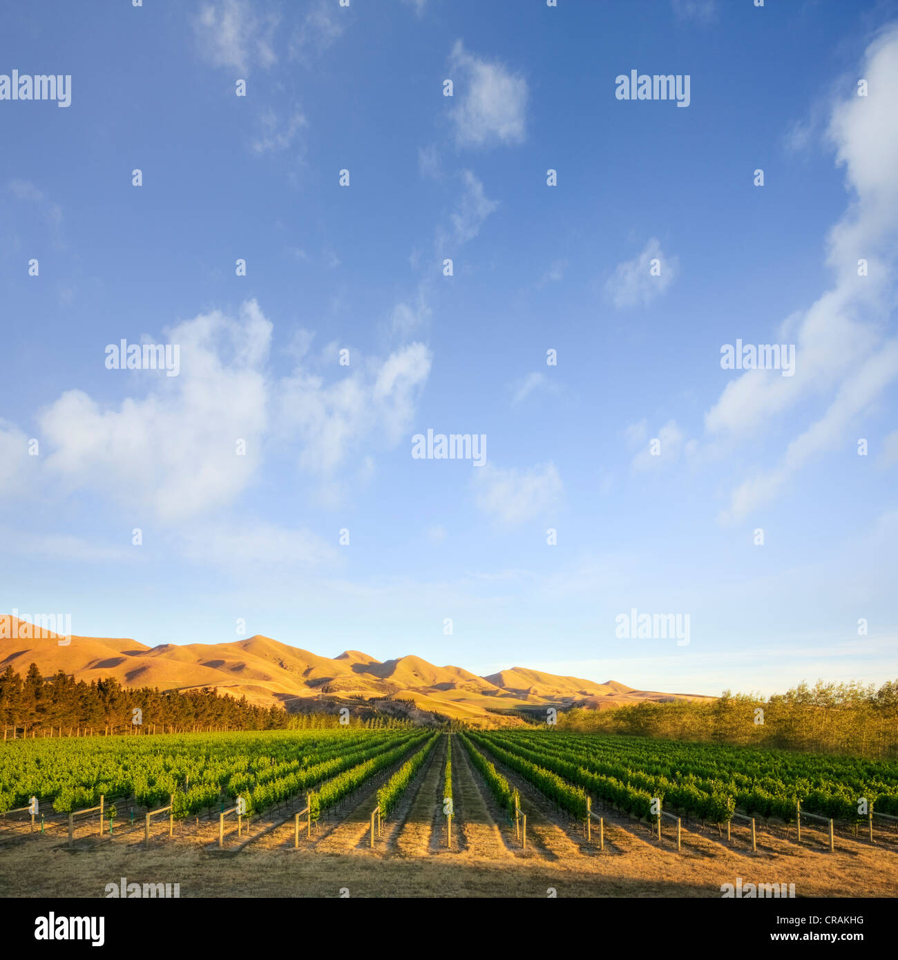 North canterbury and waipara hi-res stock photography and images - Alamy