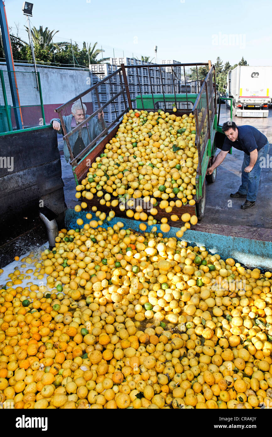 Delivery of a truckload of freshly harvested yellow lemons in a juice ...