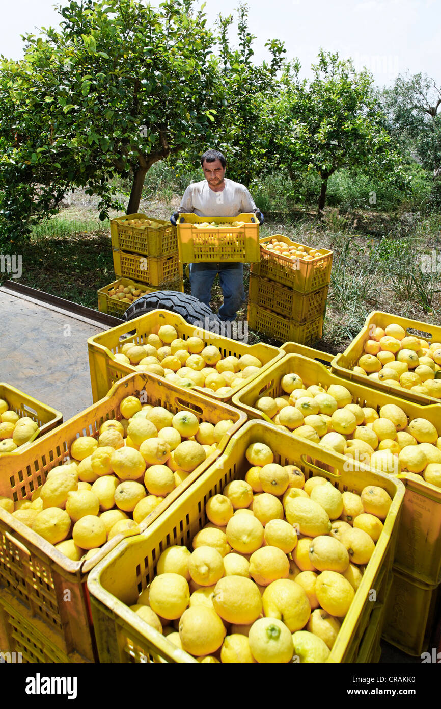 Crates of freshly harvested yellow organic lemons harvested in a lemon ...