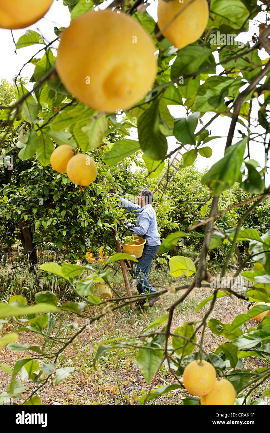 Ripe, yellow, organic grown lemons being harvested by a Sicilian man in ...