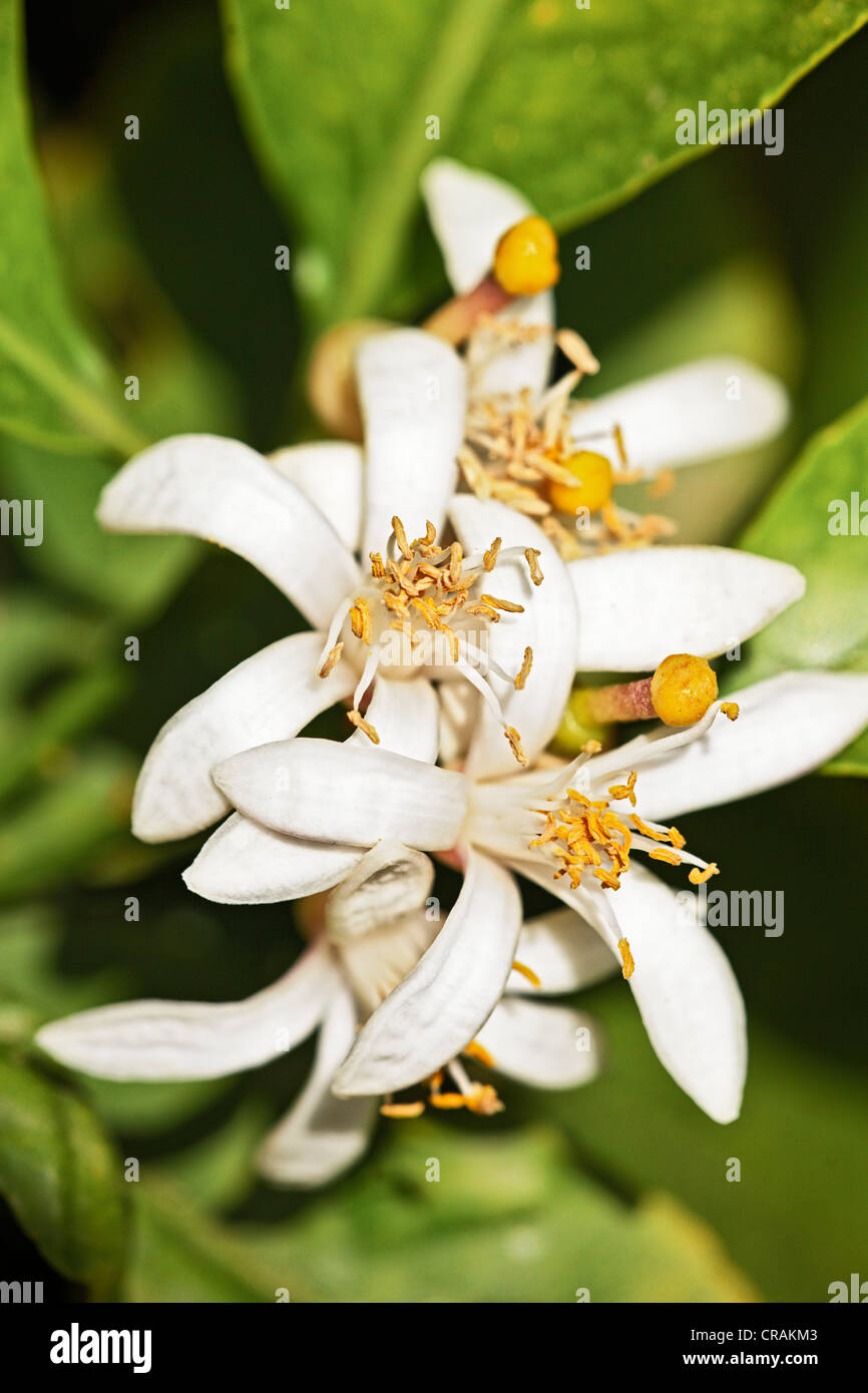 Sicilian lemon hi-res stock photography and images - Alamy