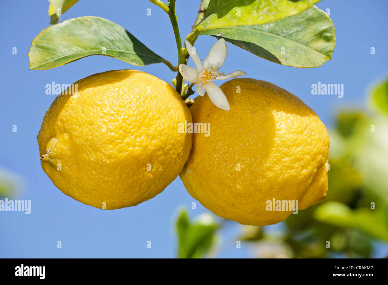 Organic Lemons (Citrus × limon) on a lemon tree in Sicily, Italy ...