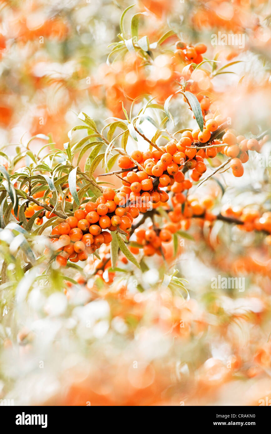 Hippophae rhamnoides flower hi-res stock photography and images - Alamy
