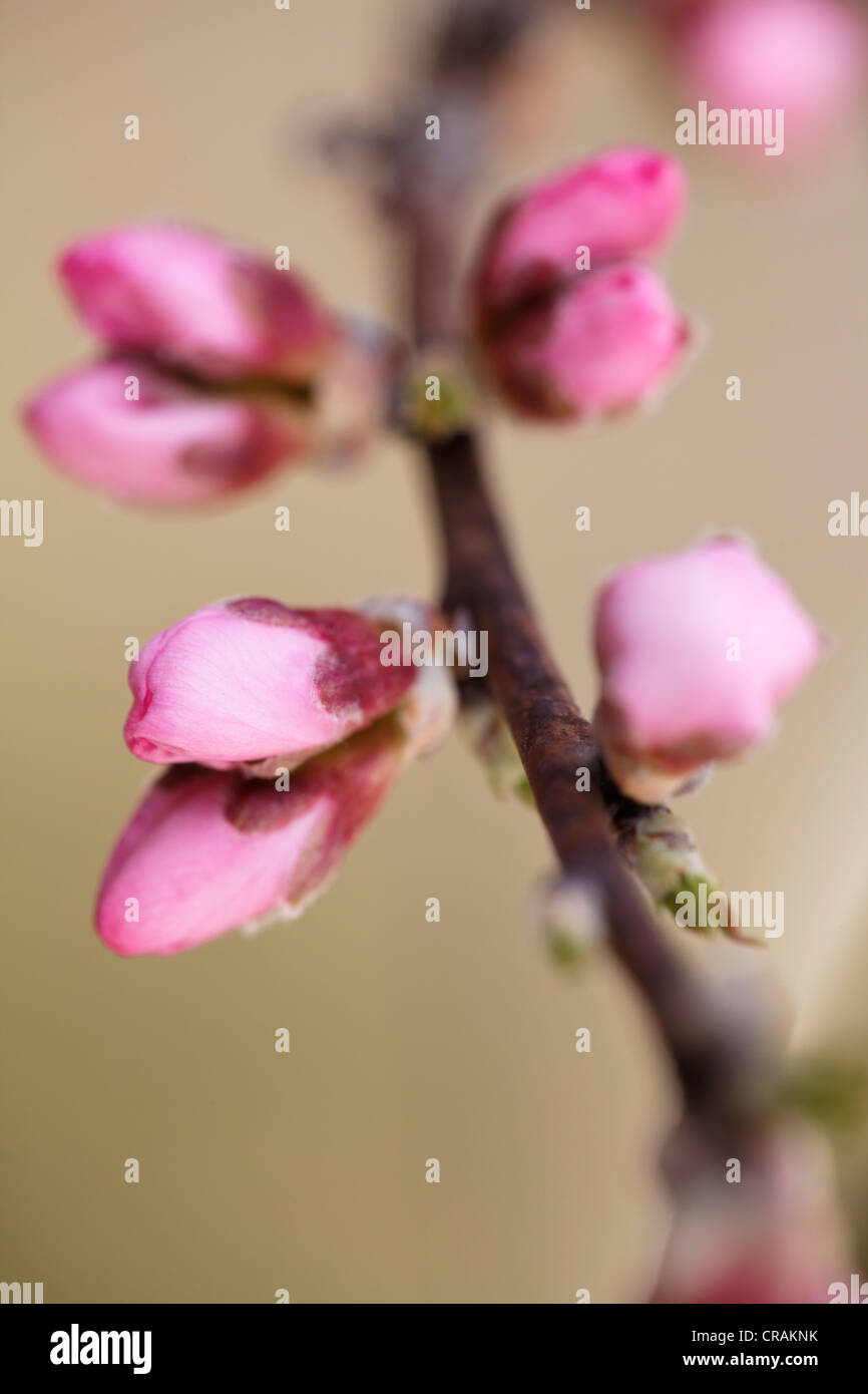 Buds on an Almond (Prunus dulcis) tree Stock Photo - Alamy