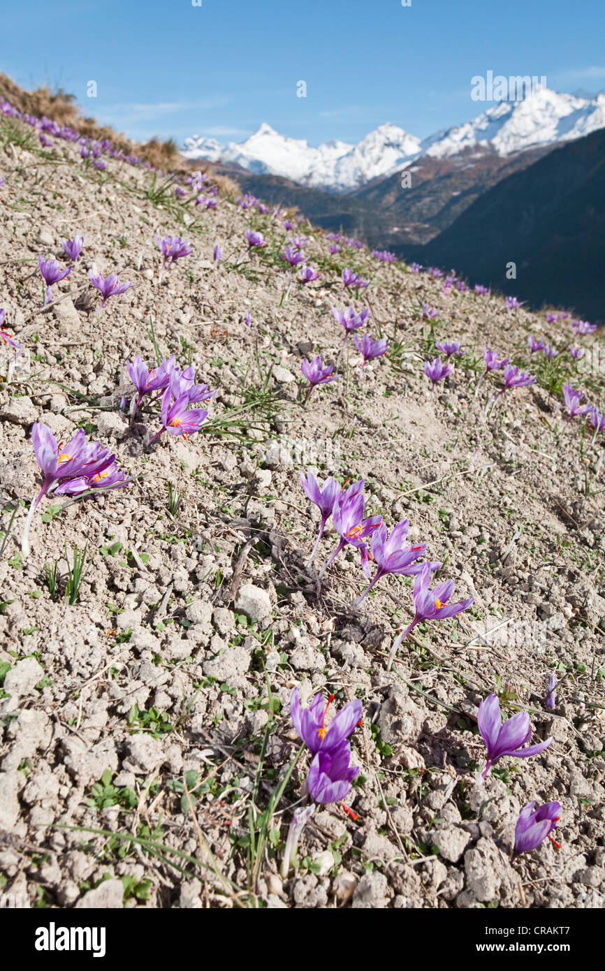 Crocus fields hi-res stock photography and images - Alamy