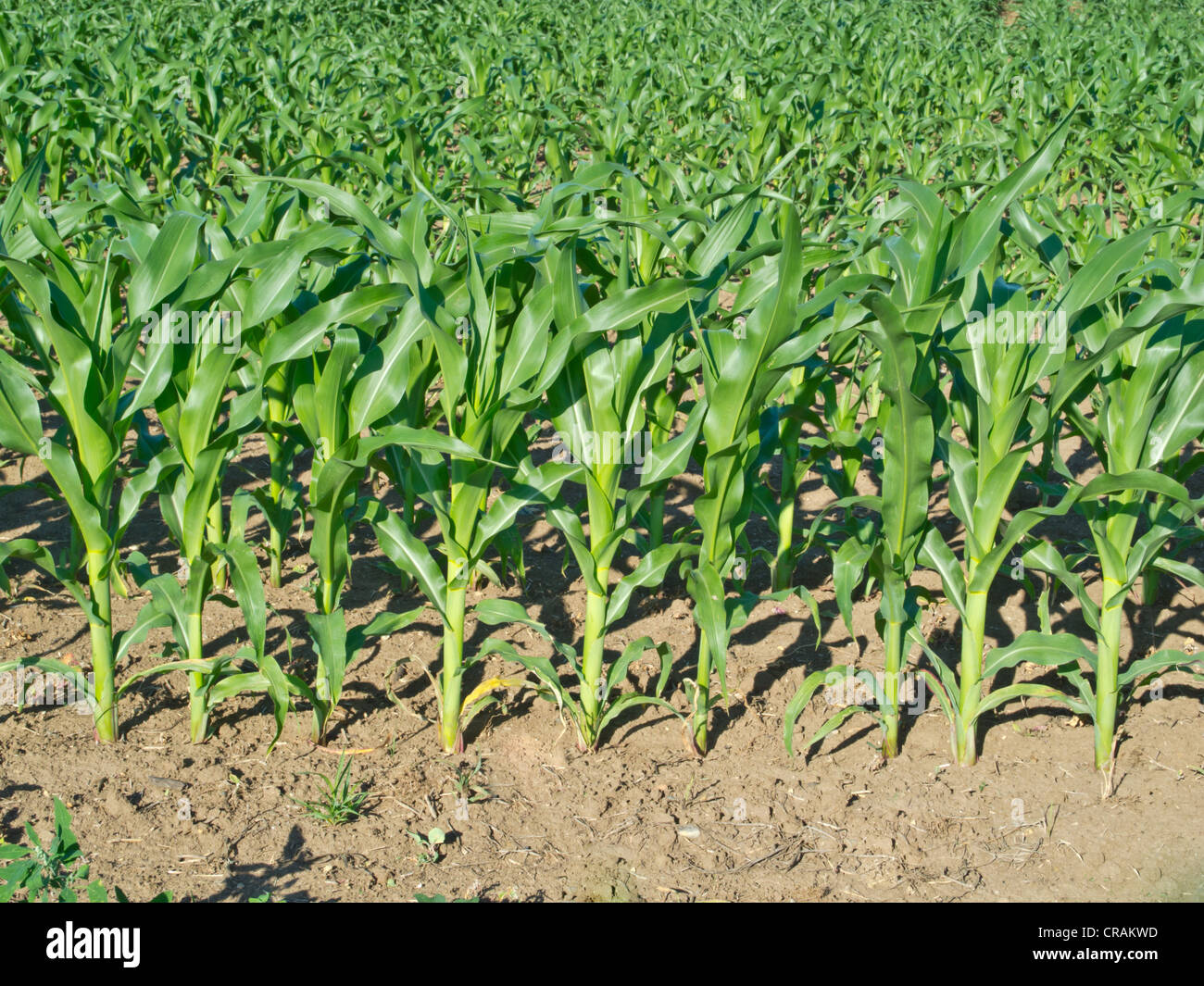 Maize grow hi-res stock photography and images - Alamy