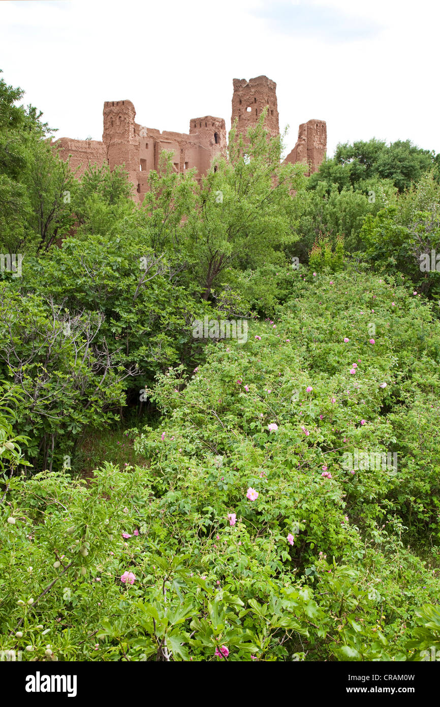 Shrubs of blooming Damask Roses (Rosa damascena) in front of a Kasbah ...