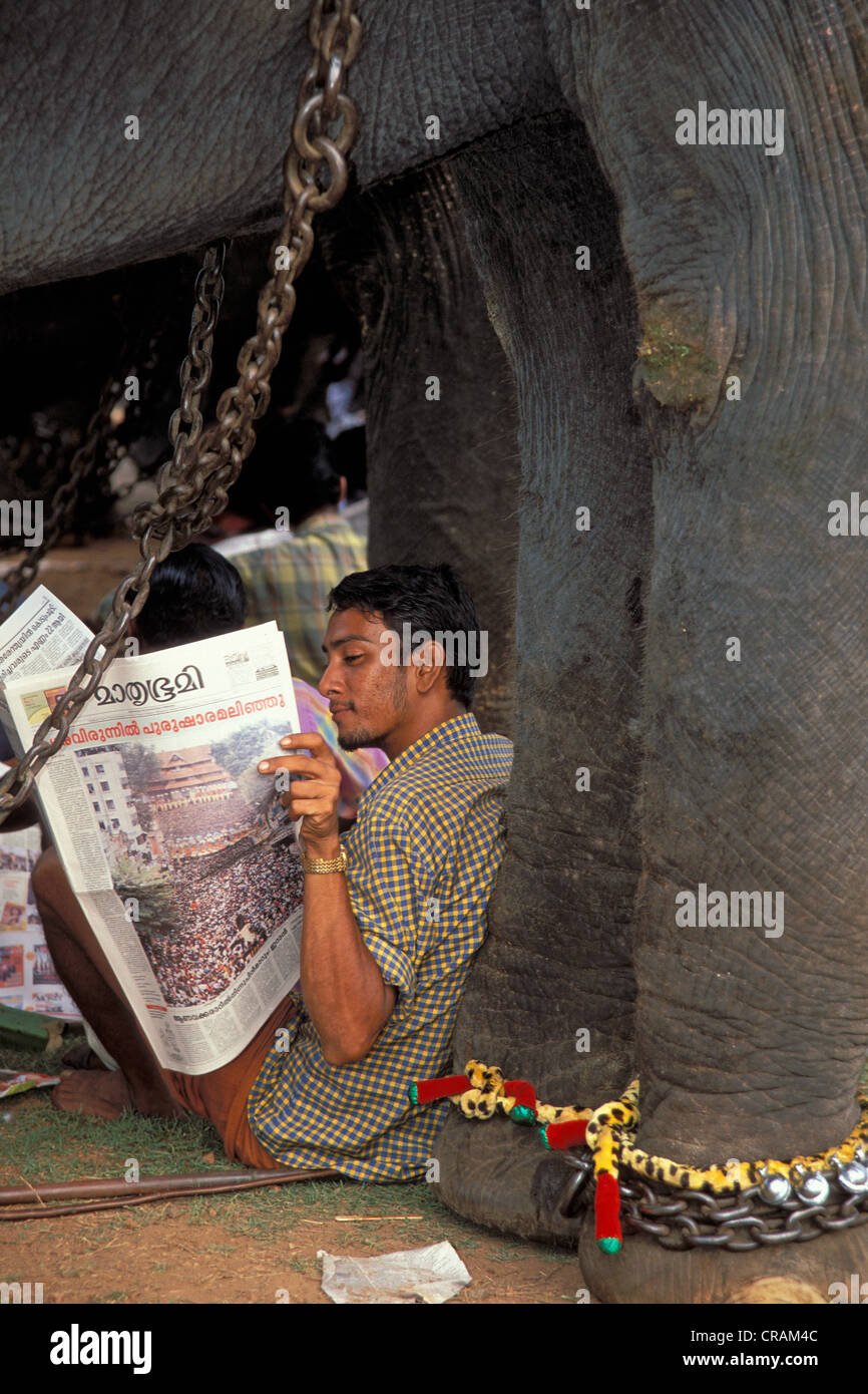 Mahout or elephant driver, reading a newspaper underneath an elephant ...