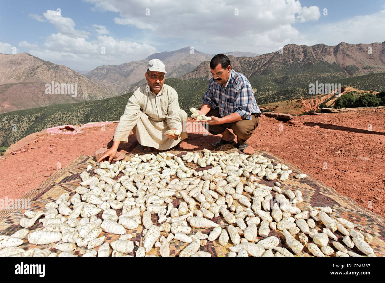 Dried irises hi-res stock photography and images - Alamy