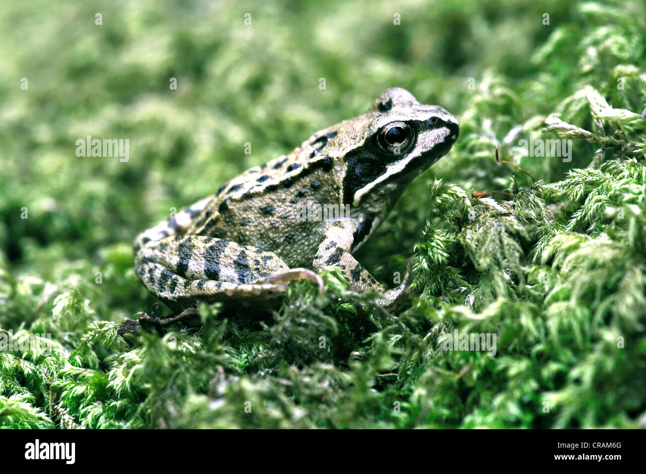 Familiar amphibian common hi-res stock photography and images - Alamy