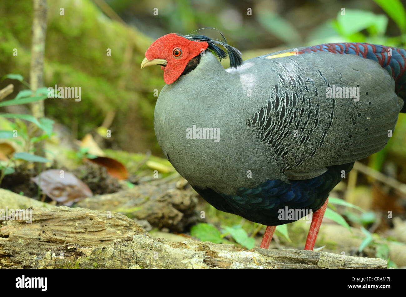 beautiful male siamese fireback pheasant (Lophura diardi) possing Stock ...