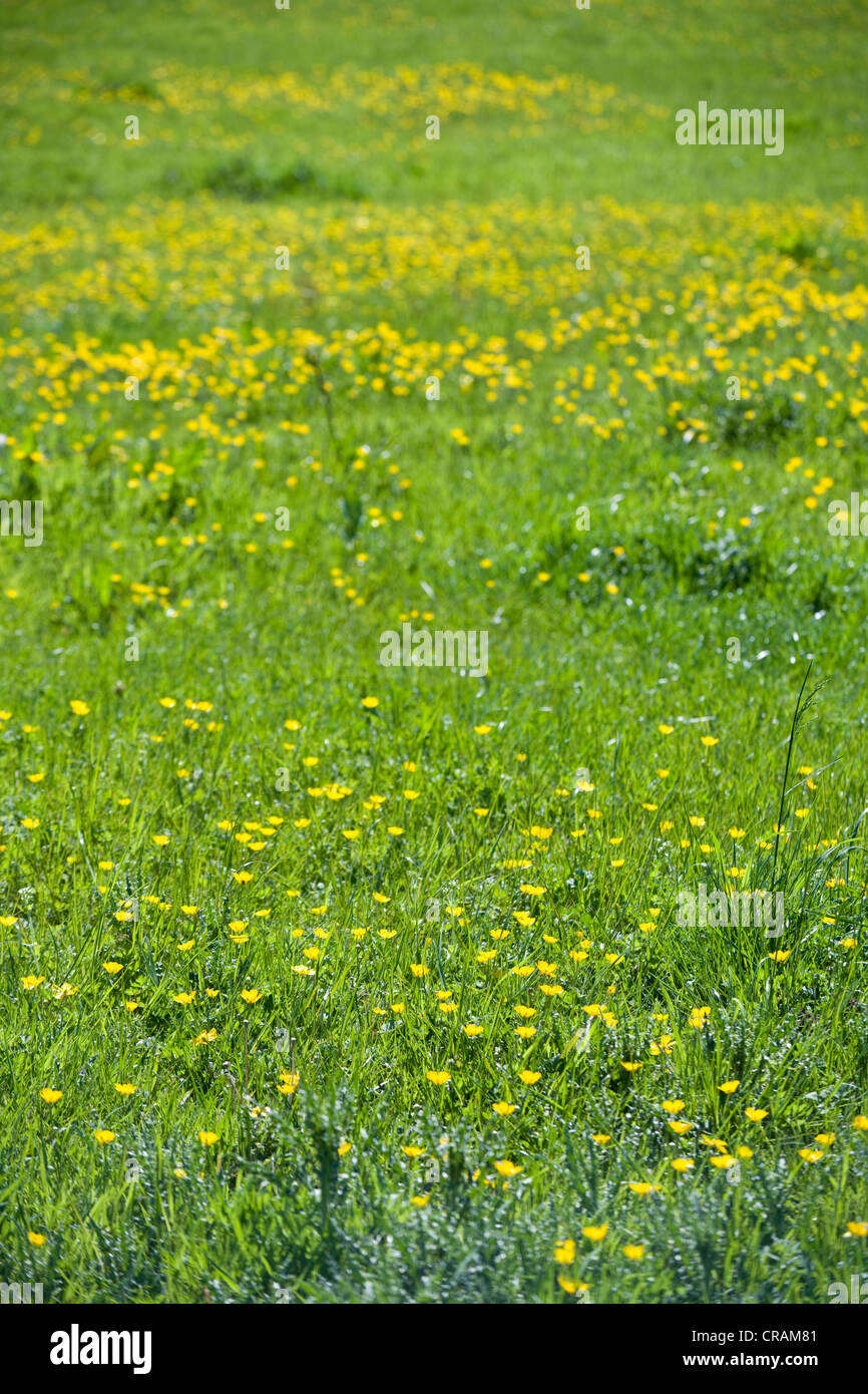 Buttercup_field hi-res stock photography and images - Alamy