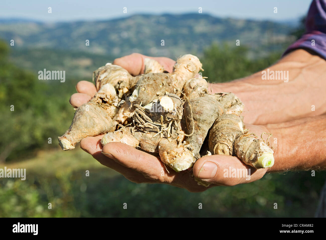 Iris Bulb Or Tuber at Michael Gates blog